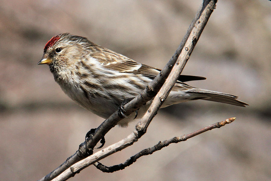 Common Redpoll Photograph by Doris Potter - Fine Art America