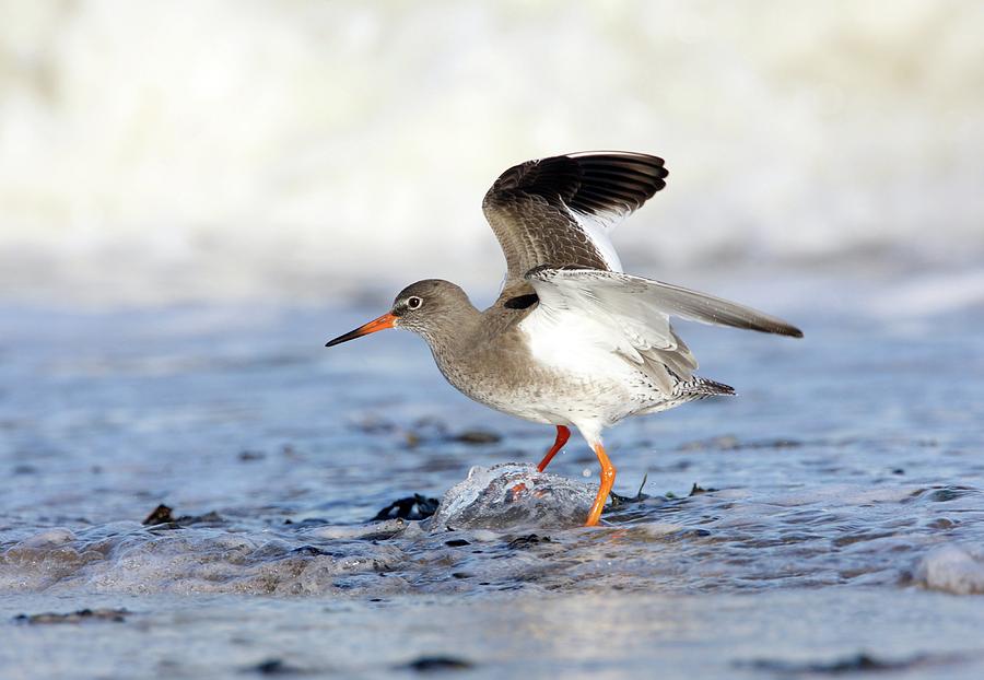 Common Redshank Photograph by John Devries / Science Photo Library - Pixels