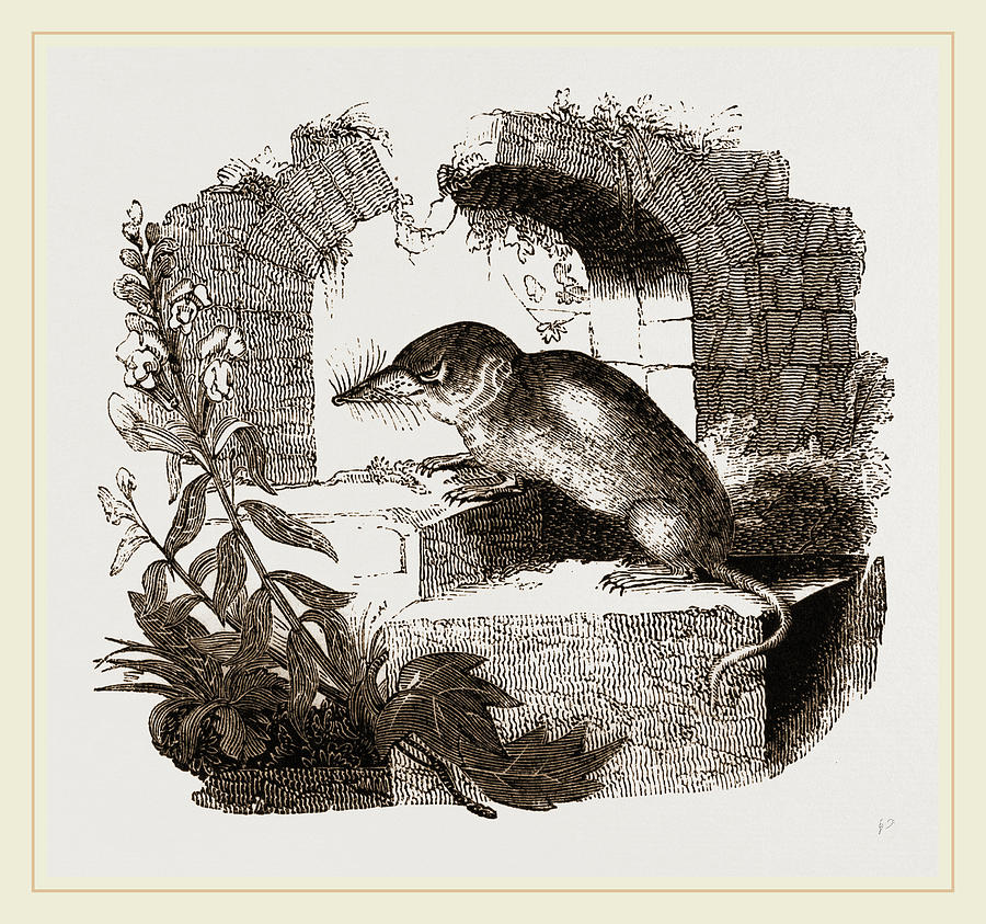 Common Shrew Drawing by Litz Collection - Fine Art America
