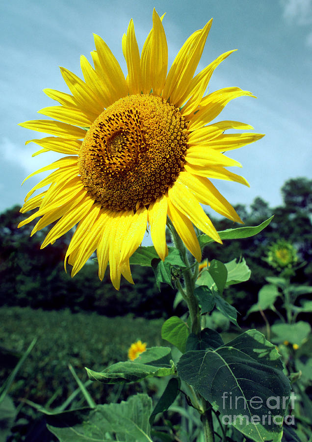 Common Sunflower Photograph by Millard H. Sharp - Fine Art America