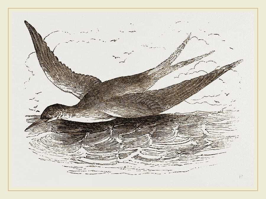 Common Tern Drawing by Litz Collection - Fine Art America