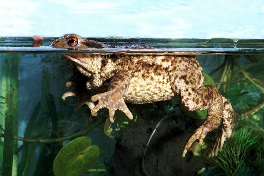 Common Toad by Science Photo Library