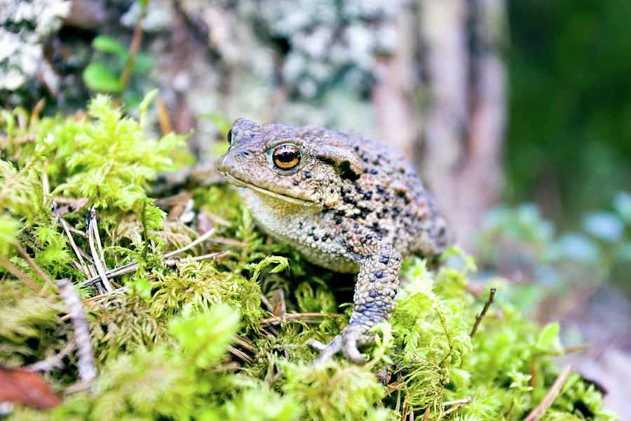 Common Toad (bufo Bufo) by Science Photo Library