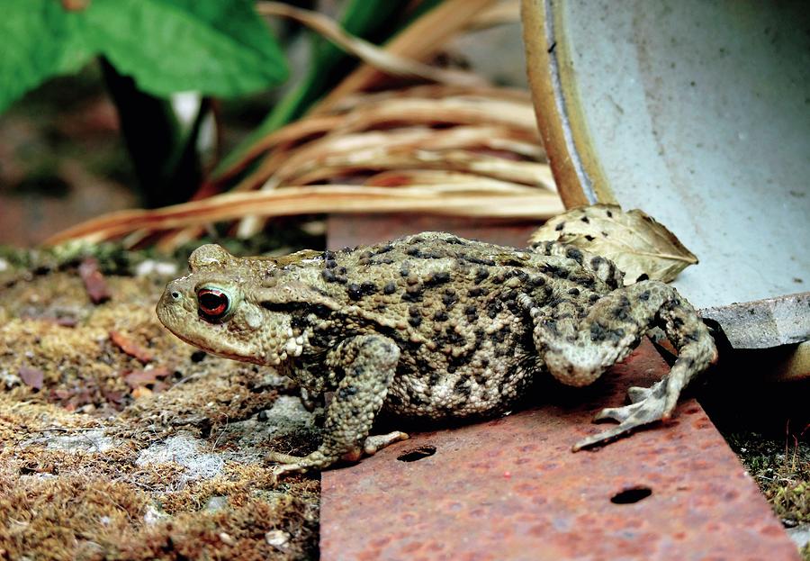 Common Toad Photograph by Ian Gowland/science Photo Library - Fine Art ...