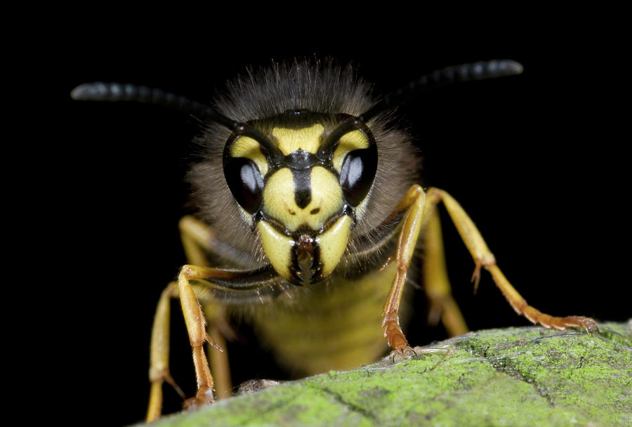 Common Wasp by Science Photo Library
