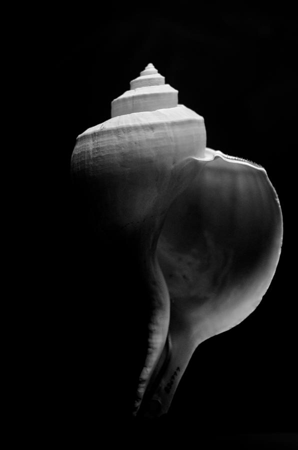 Conch Photograph by Arun Dangwal - Fine Art America