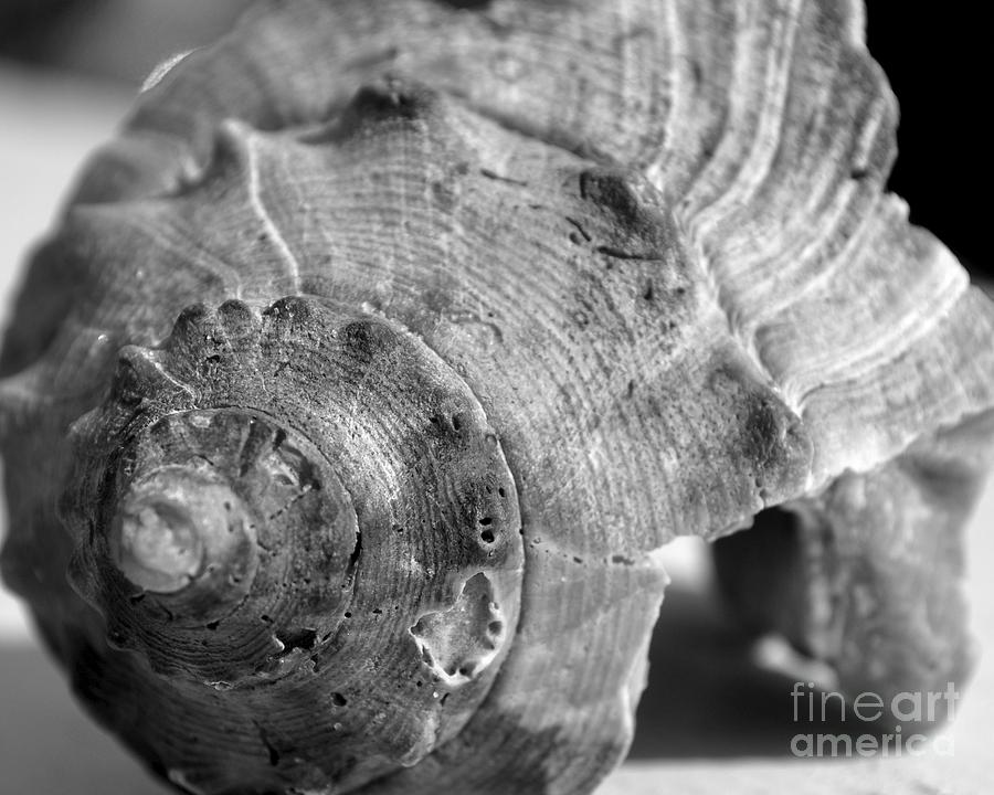Conch Shell Photograph by Kathy Flood