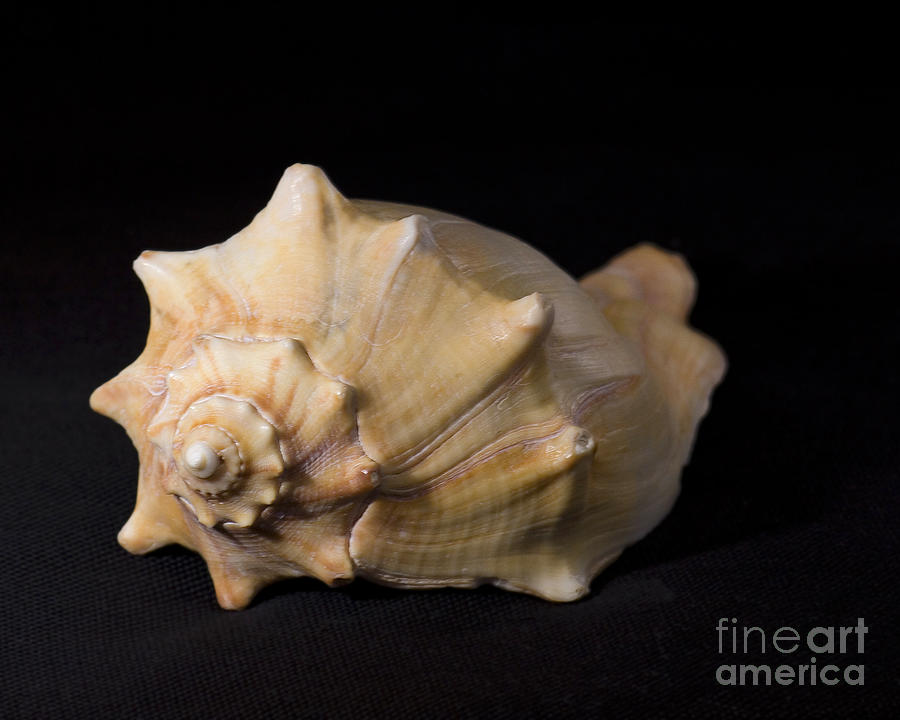 Conch Shell Photograph by Michelle Tinger - Pixels