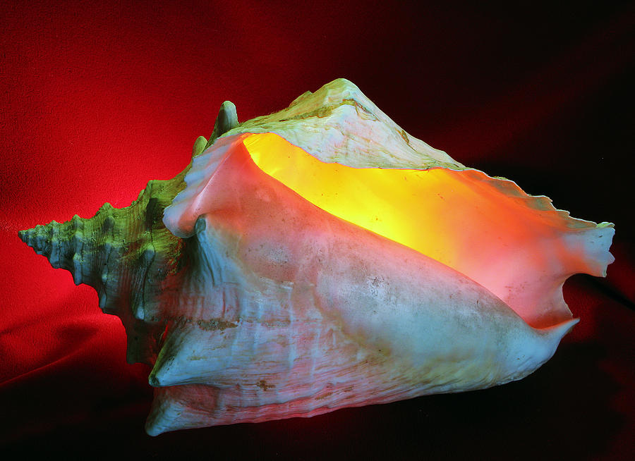 Conch Shell Translucent Photograph by Richard Singleton - Fine Art America