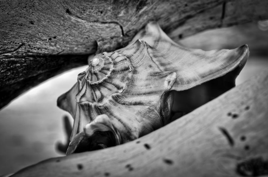 Conch Shell Two Photograph by Andrew Crispi - Fine Art America