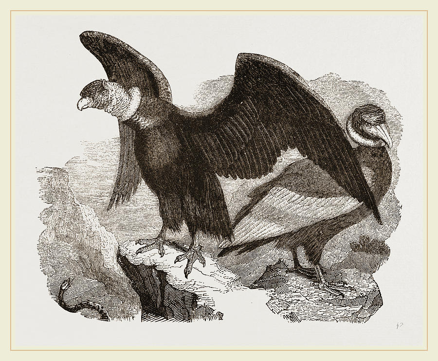 Condors Drawing by Litz Collection - Fine Art America
