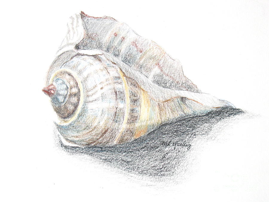 Cone Shell Painting by Marilyn Healey - Fine Art America