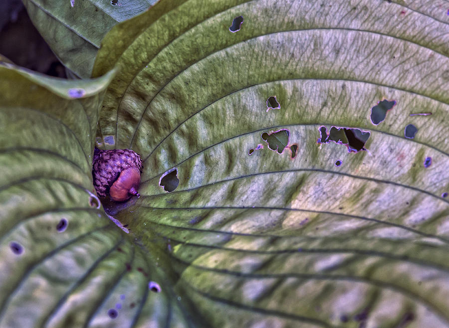 Container for the Thing Contained Photograph by Robert Ullmann - Fine ...