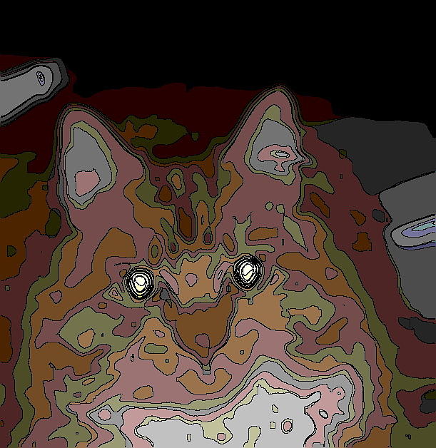 Contorted Cat Photograph by Dick Campbell - Fine Art America