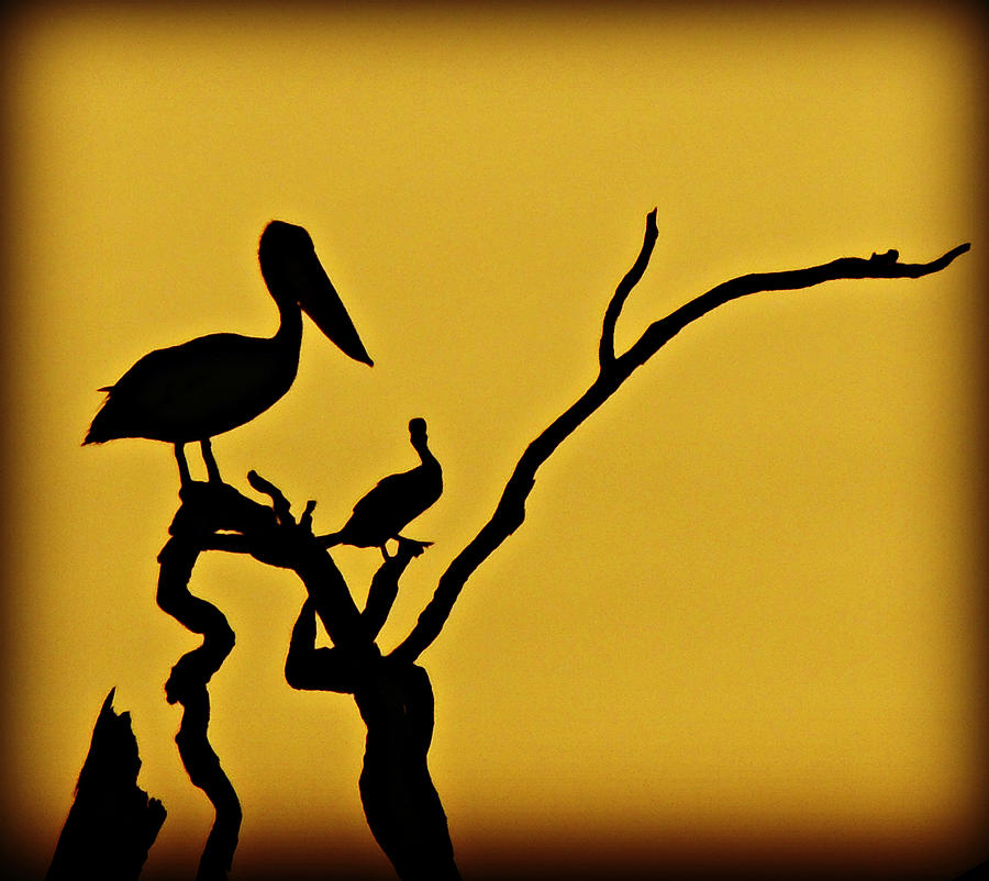 Conversation Photograph by Tim Lindner - Pixels