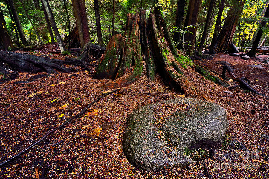 Cool Forest Setting Photograph by Terry Elniski | Pixels
