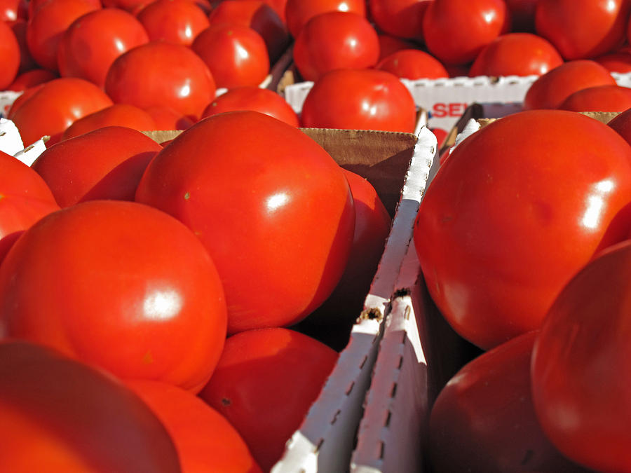 Cool Tomatoes Photograph by Barbara McDevitt - Fine Art America