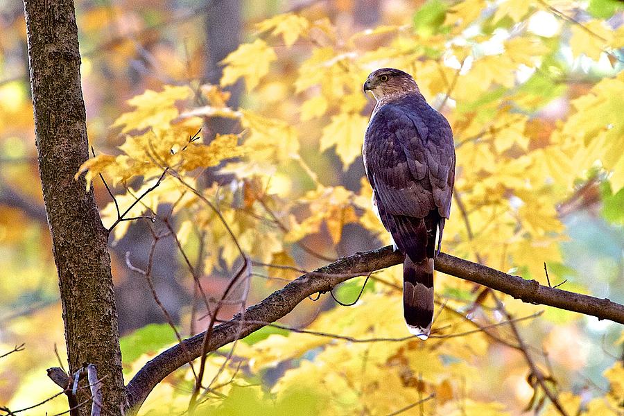 Cooper's Hawk in Autumn Photograph by Dan Ferrin - Fine Art America