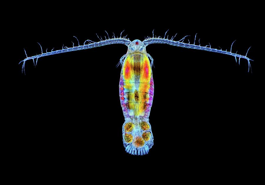 Copepod Photograph by Rogelio Moreno/science Photo Library - Fine Art ...
