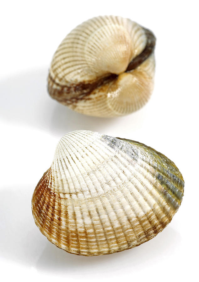 Coque Cerastoderma Edule Photograph by Gerard Lacz - Pixels