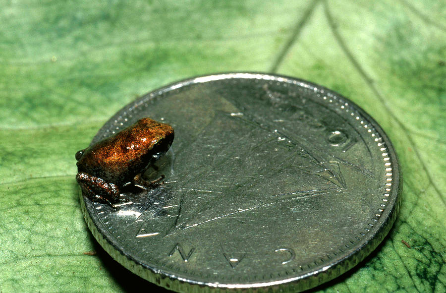 Coqui Photograph by John Mitchell - Fine Art America