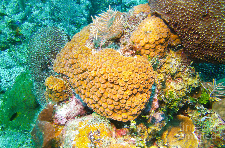 Coral Array Photograph by Cindy Clays - Pixels