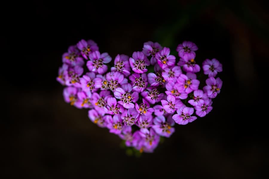 Corazonada Photograph by Daniel Vazquez - Fine Art America