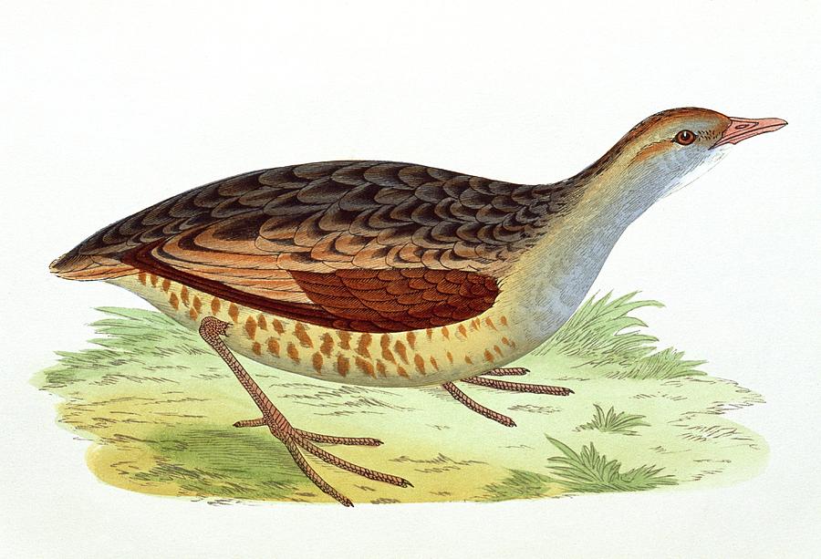 Corn Crake Photograph by George Bernard/science Photo Library - Pixels
