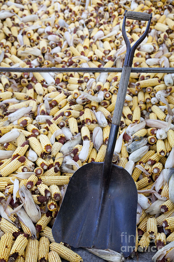 Corn Photograph by David Rusch - Pixels