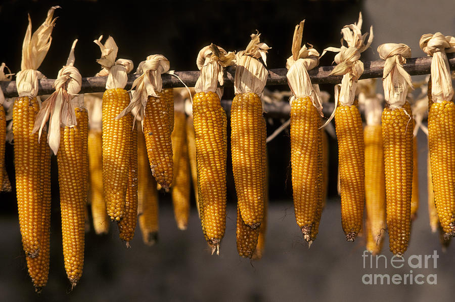 Corn Drying Photograph by Ron Sanford - Fine Art America