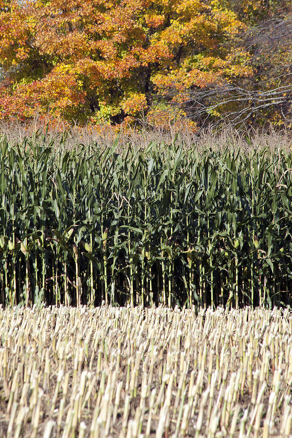 Corn Field Photograph by Michael Bowman | Fine Art America