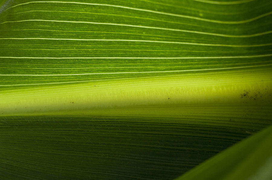 Corn Leaf Photograph by Kenneth Dunlap - Fine Art America