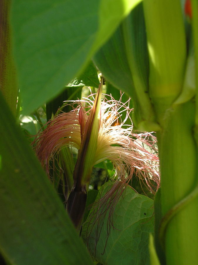 Corn Porn 1 Photograph By Sandy Davis Fine Art America