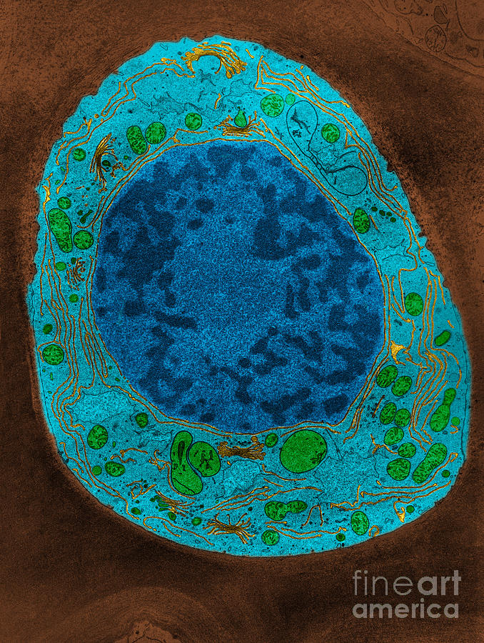 Corn Root Tip Cell, Tem Photograph by Omikron - Fine Art America