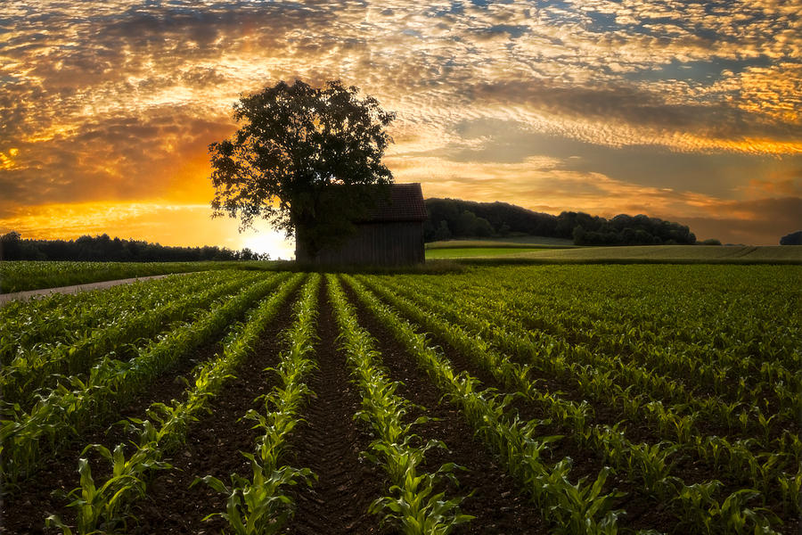 Corn Rows Photograph by Debra and Dave Vanderlaan - Fine Art America