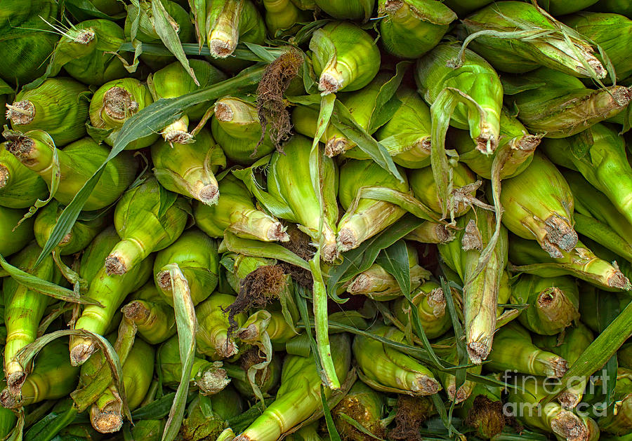 Corn Stack Photograph by Mary Smyth - Fine Art America