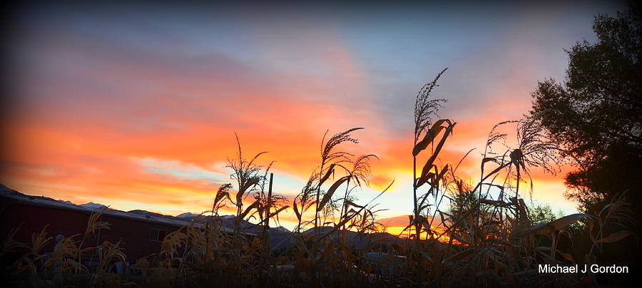 Corn Sunset Photograph by Michael Gordon - Fine Art America