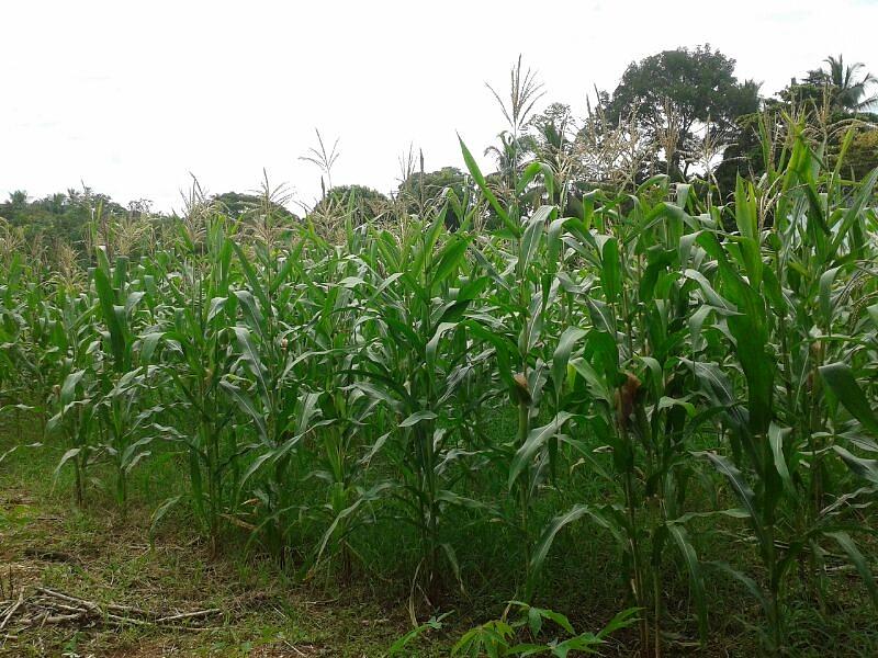 Corn town Photograph by Luisa Aranda - Fine Art America