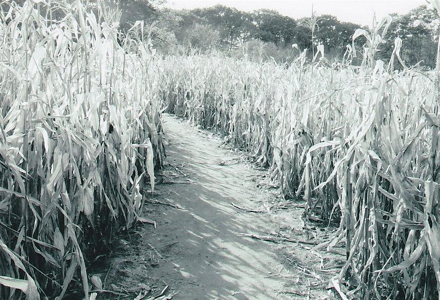 Cornstalk Maze Photograph by Todd Shepard - Fine Art America