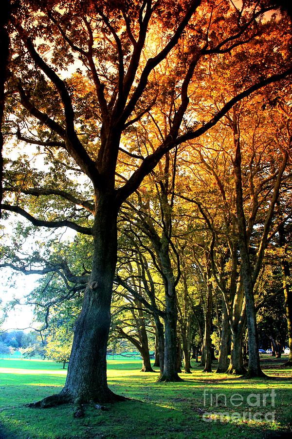 Cornwall Park Autumn Photograph by Brendan Murphy - Pixels