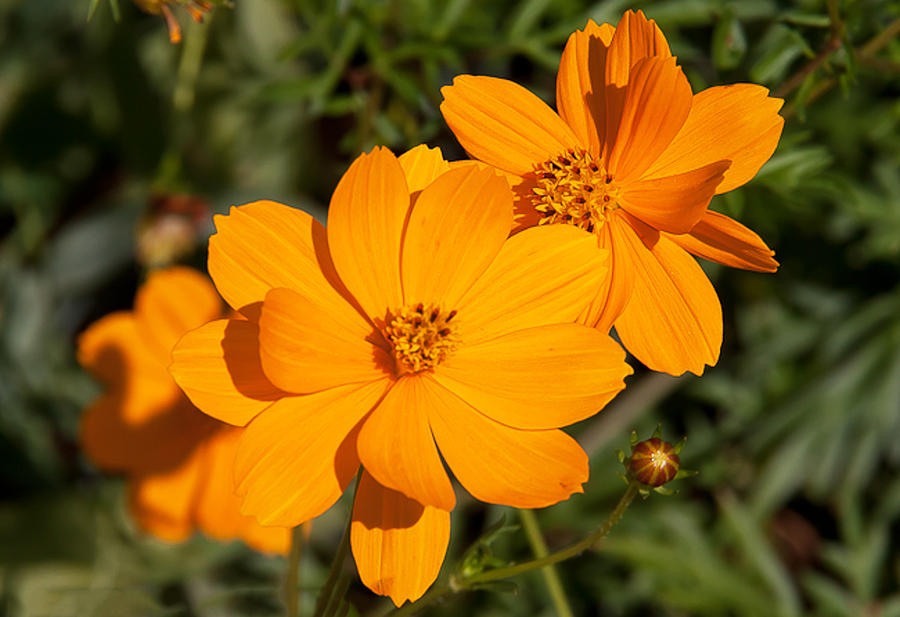 Cosmos Photograph by Robert Dingwall - Fine Art America