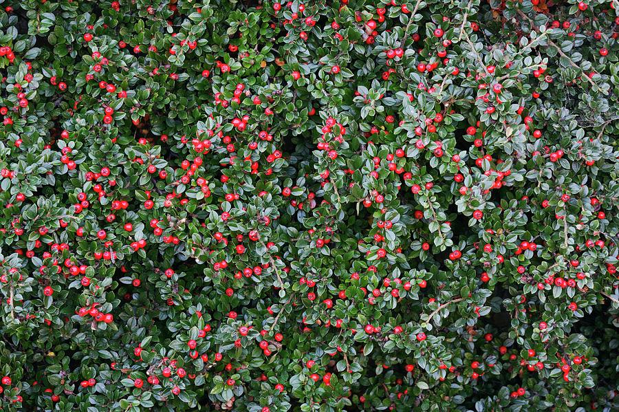 Cotoneaster Horizontalis by Science Photo Library