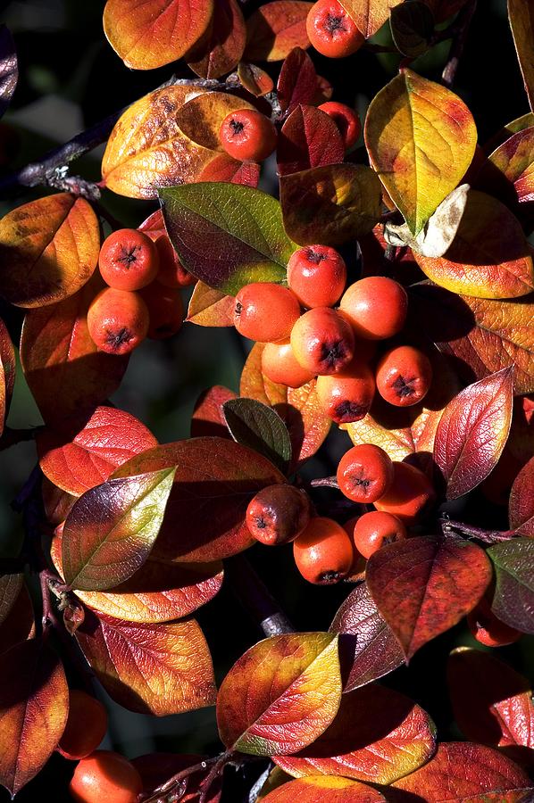 Cotoneaster Lacteus by Science Photo Library