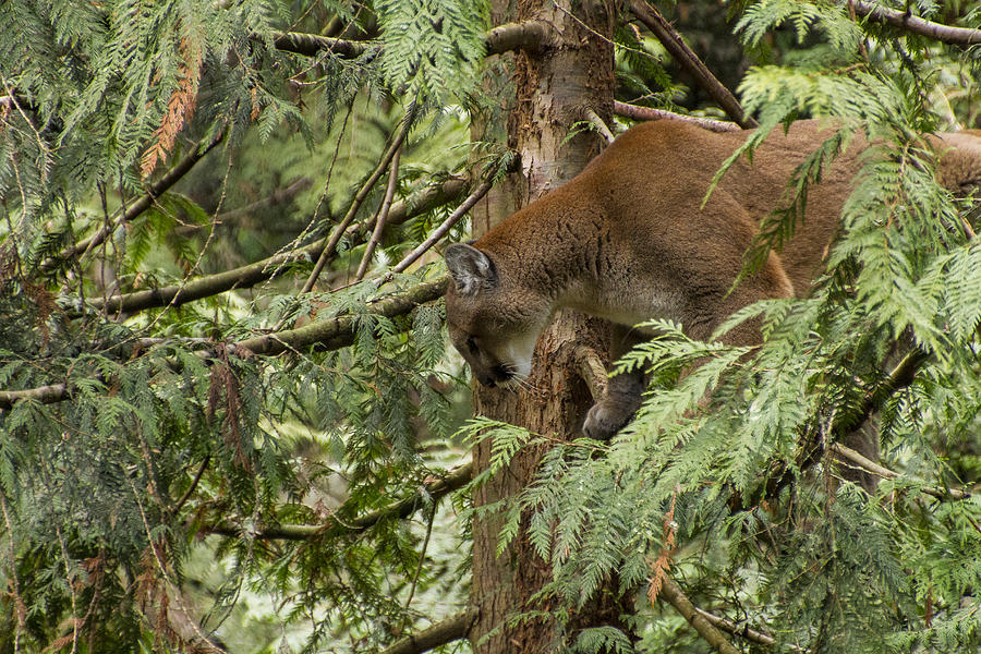 Cougar crouch Photograph by Daryl Hanauer - Fine Art America