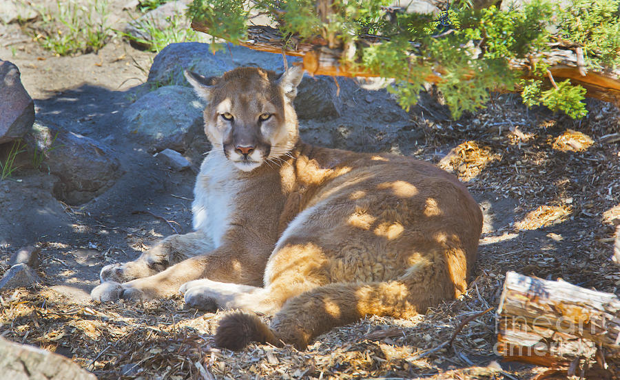 Cougar Resting Under a Tree Photograph by Michael R Erwine | Fine Art ...