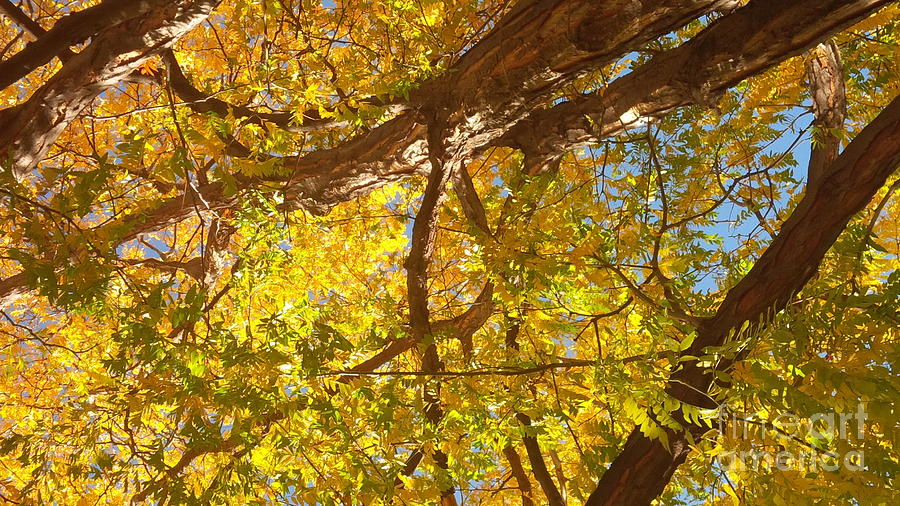 Coventry Fall Photograph by Mark Etchason - Fine Art America