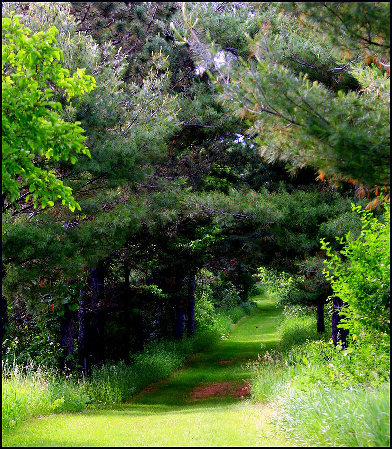 Covered Path Photograph by Jp Grace - Fine Art America