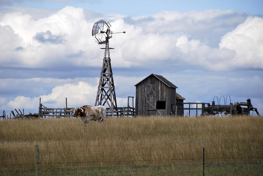 Cow and Windmill Photograph by Ted Guhl - Fine Art America