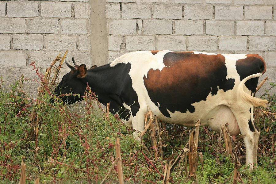 Cow in a Corn Field Photograph by Robert Hamm - Fine Art America