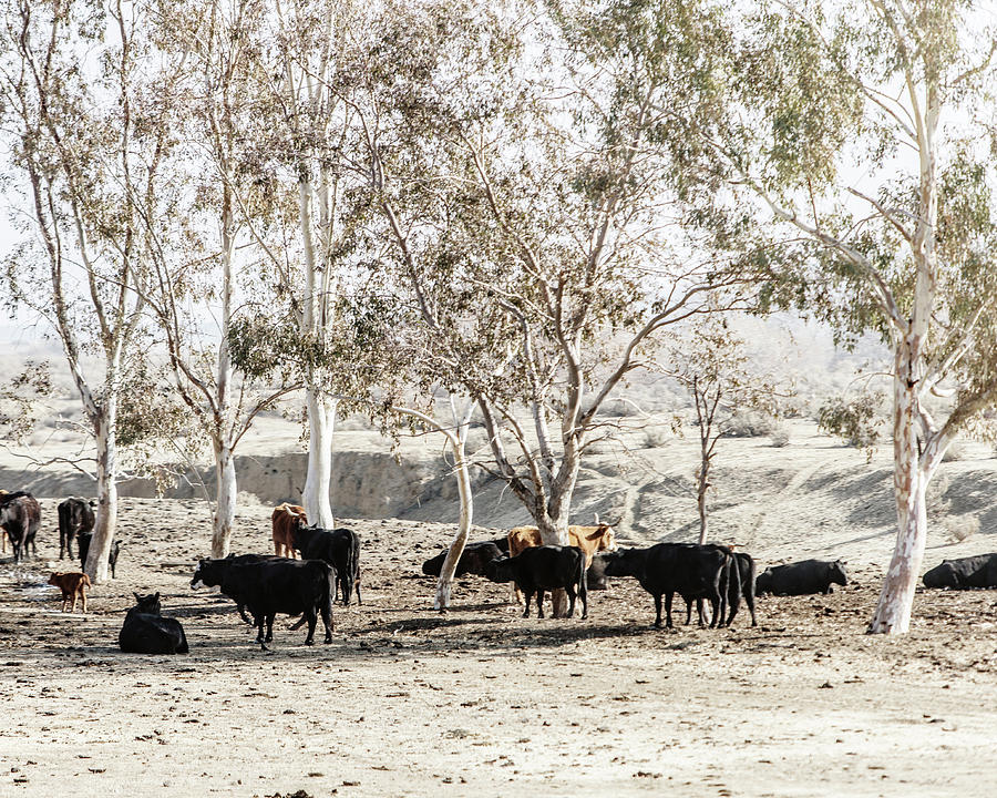 Cows Photograph by Ron Koeberer - Fine Art America